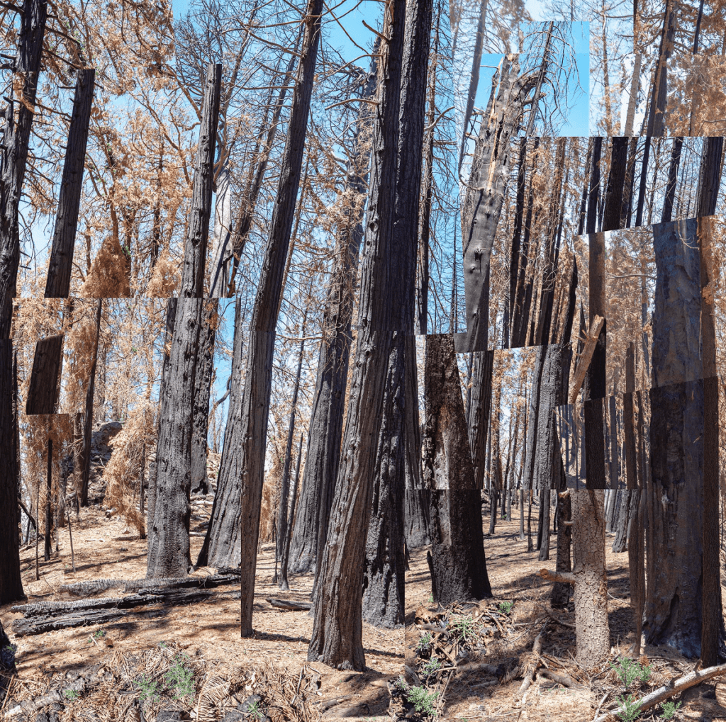 Walking with Trees: Stories in Honor of Helen and Newton Harrison – FIELD