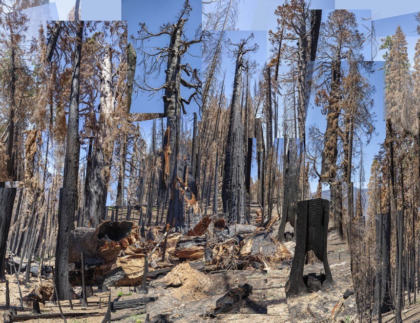 Walking with Trees: Stories in Honor of Helen and Newton Harrison – FIELD